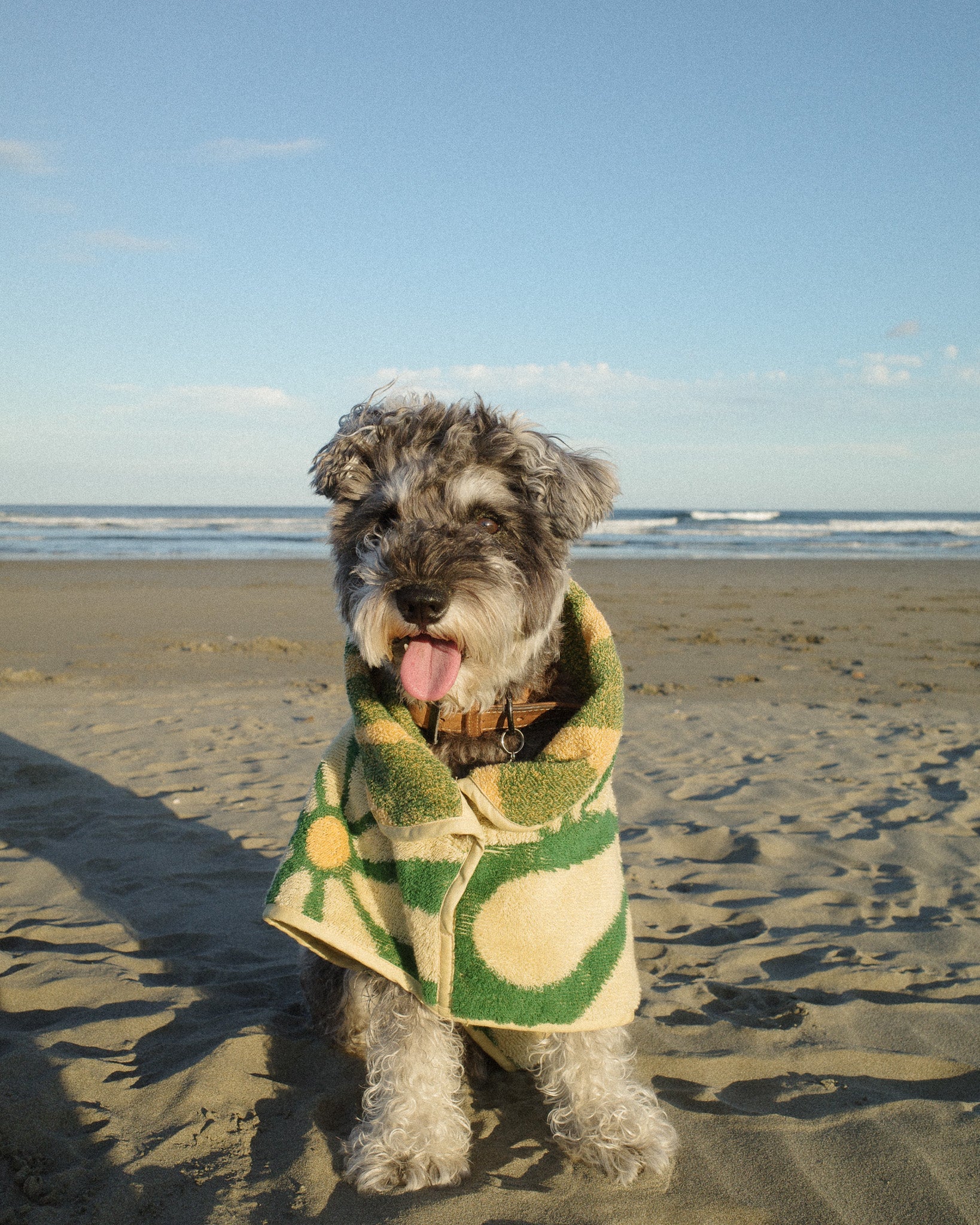 《オーガニックコットン》Dog Robe & Beach Towel – mellowbear